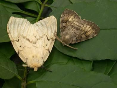 Gypsy Moth Information Page | Cumberland County, PA - Official Website